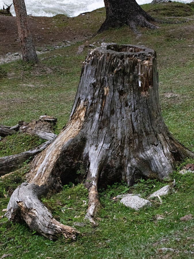 Decaying Tree Stump Lying on a Grassy Patch in a Lush Woodland ...