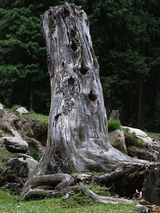 Decaying Tree Stump Lying on a Grassy Patch in a Lush Woodland ...