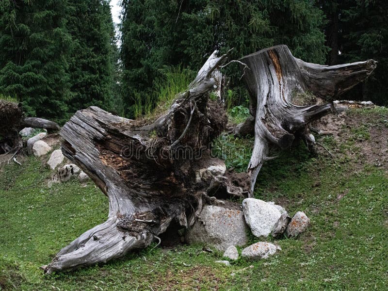 Decaying Tree Stump Lying on a Grassy Patch in a Lush Woodland ...