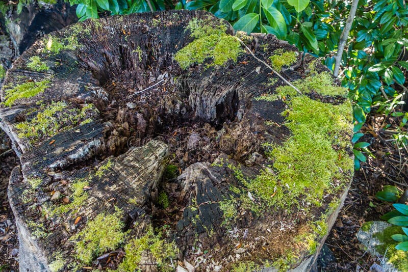 Decaying tree stump stock photo. Image of wood, tree - 27952366