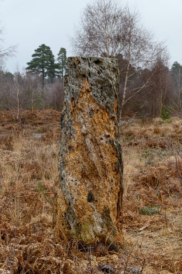 Decaying tree stump stock photo. Image of environment - 206217678