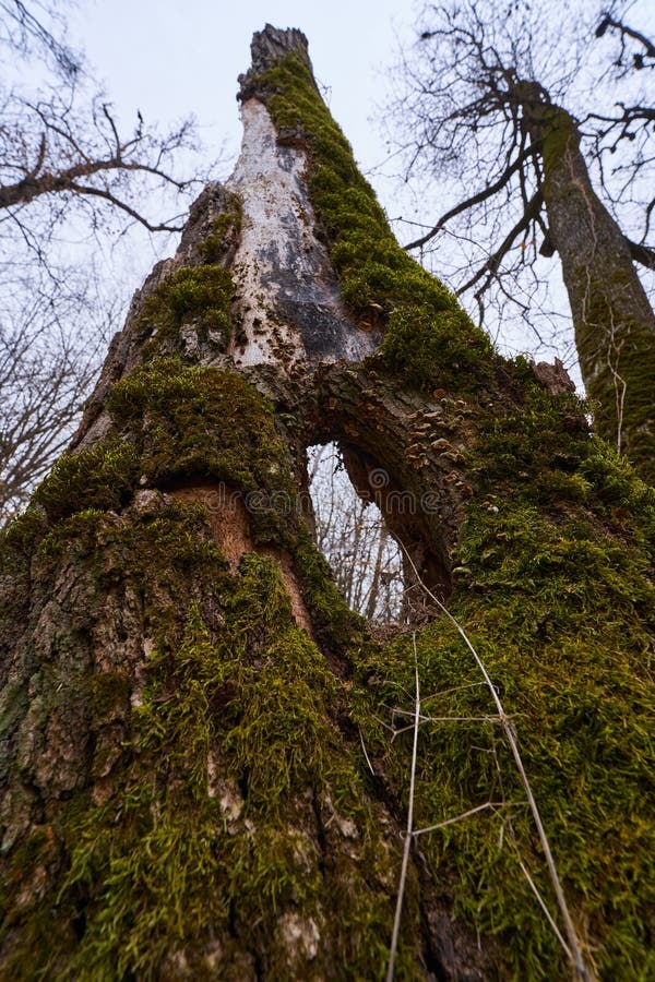 Decaying Tree Trunk Covered in Moss Stock Photo - Image of trunk ...
