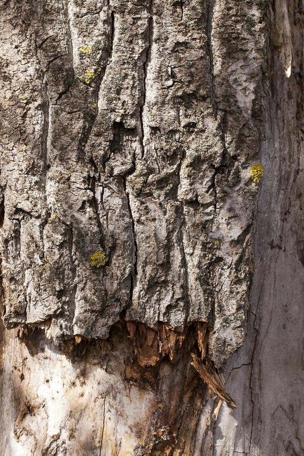 Decaying tree trunk stock image. Image of nature, firewood - 86064427
