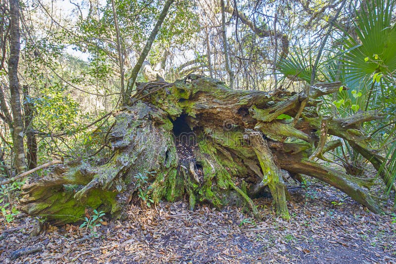 Decaying Tree Trunk and Dirty Water in Venice Stock Image - Image of ...