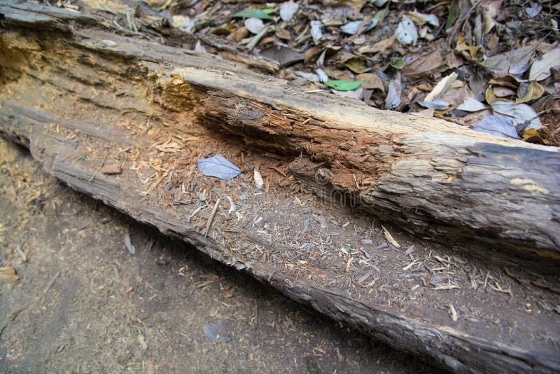 Decaying Tree Trunk Lays on the Ground Stock Photo - Image of wood ...