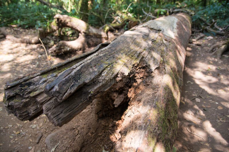 Decaying Tree Trunk Lays on the Ground Stock Image - Image of decaying ...