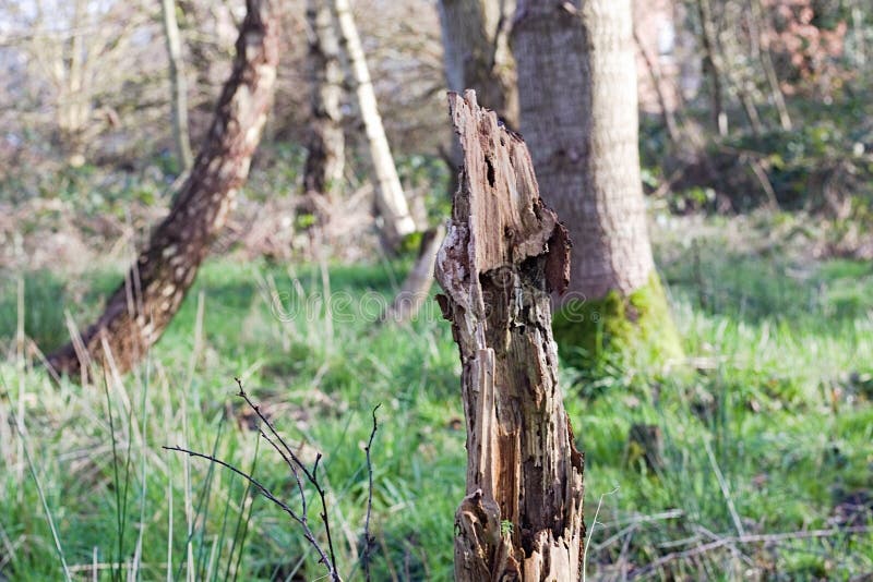 Decaying Tree Up Close View Stock Photo - Image of treen, group: 170921718