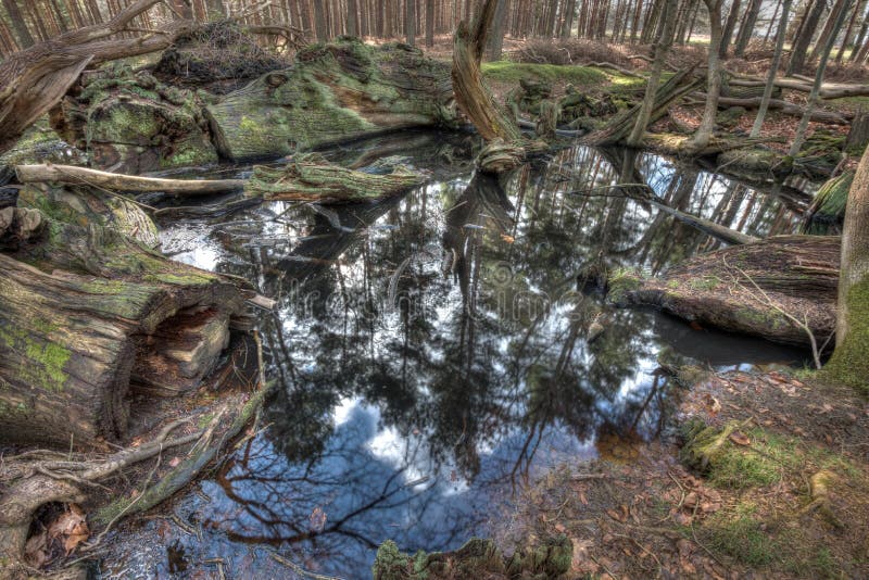 Decaying Trees in a pool stock image. Image of color - 67417667