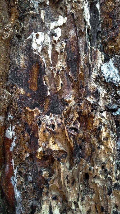 Decaying Trunk of an Ancient Sherwood Forest Oak Tree on a Winter ...
