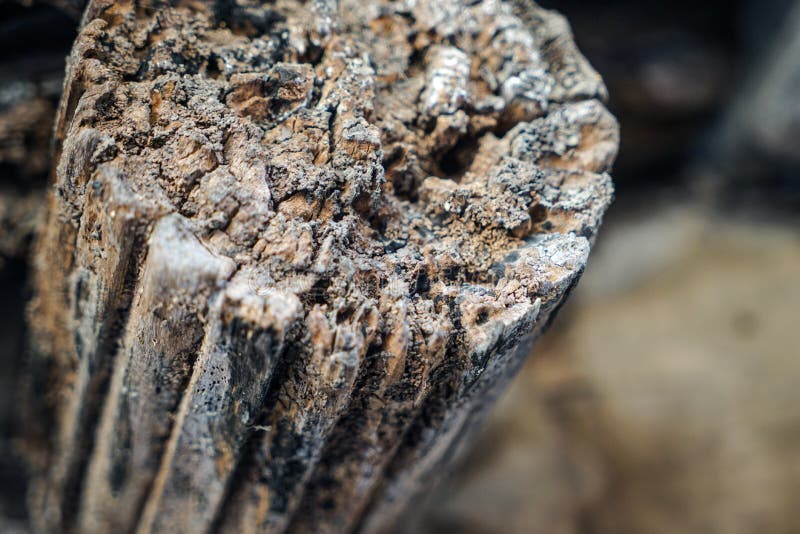 Decayed Wooden Beams of an Old House Stock Photo - Image of natural ...
