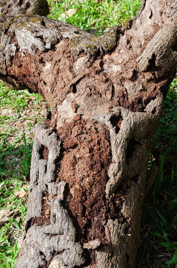 Decaying Wooden Log of a Tree Trunk Stock Photo - Image of texture ...