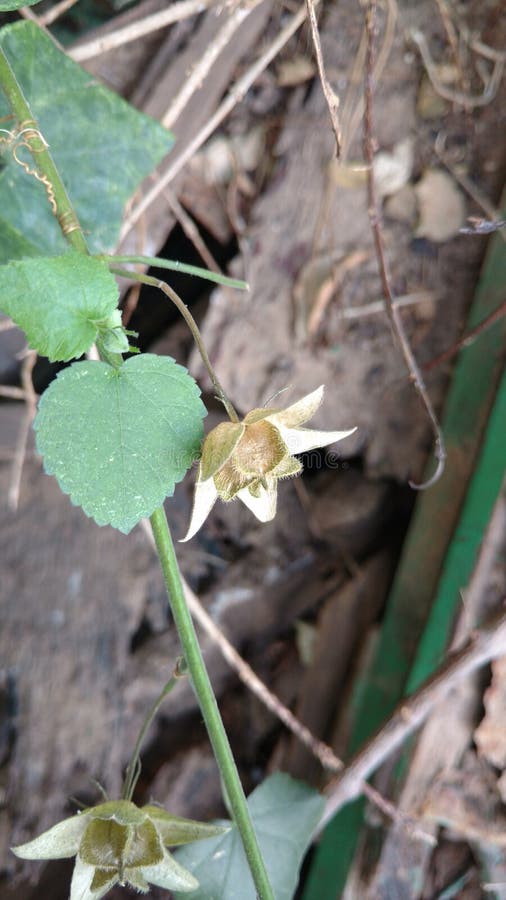 Wilted Hibiscus Cannabinus Bud Stock Photo - Image of beautiful, jute ...