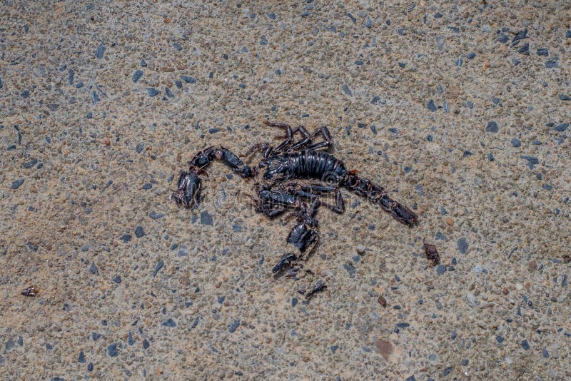 Deceased Scorpion Smashed on the Road Stock Photo - Image of insect ...