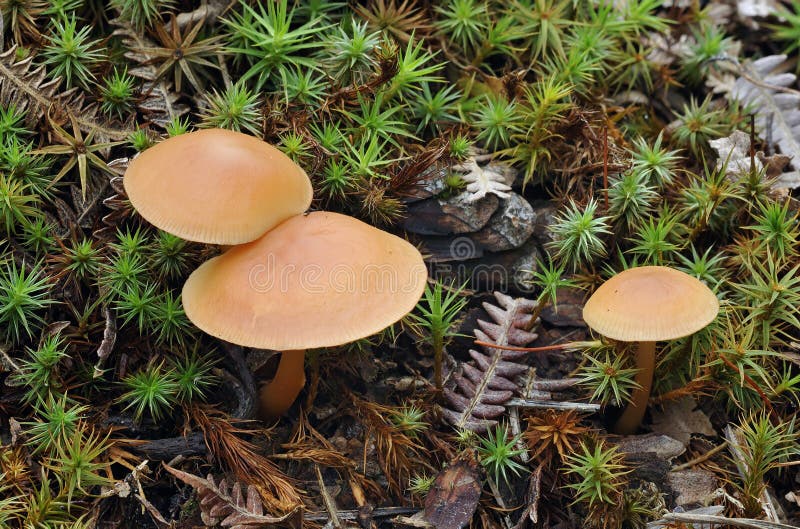 Deceiver Fungi stock image. Image of thursley, england - 22565137