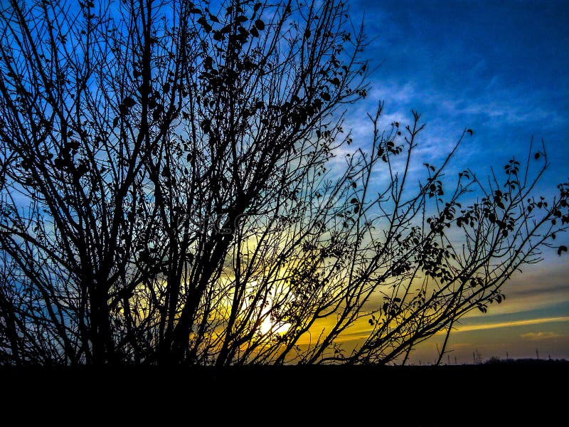 December Autumn Sun through Branches Stock Photo - Image of twilight ...