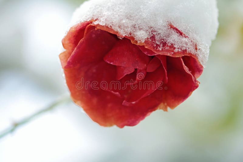 December Day, Red Iced Rose in Snow Stock Image - Image of macro, iced ...