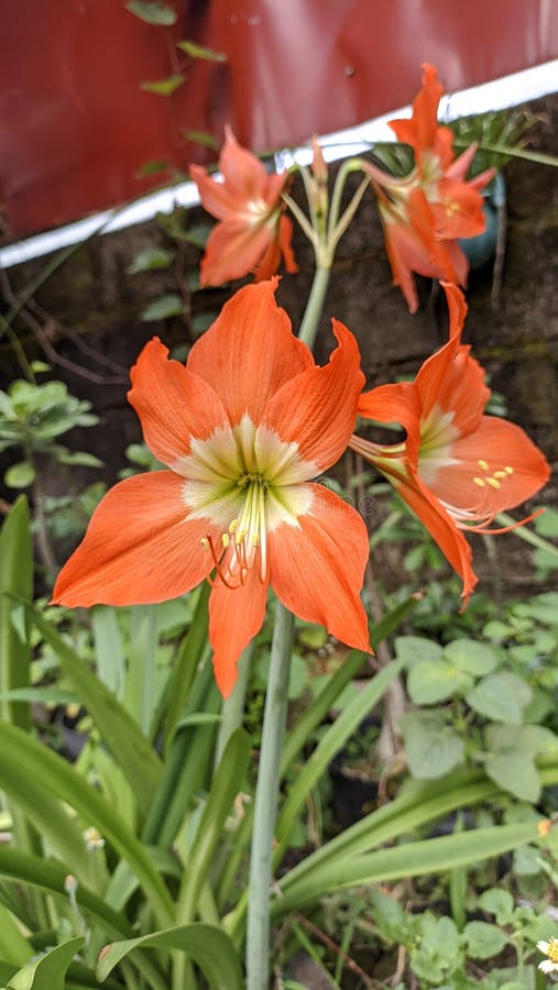December Flower that Grows in November after Rain Stock Photo - Image ...