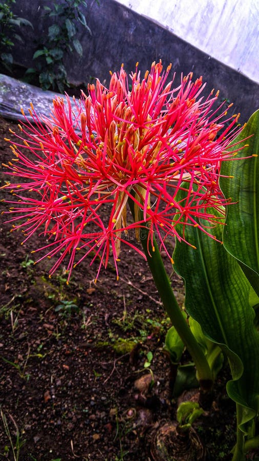 December Flowers that Have Started To Widen Look Very Beautiful Stock ...