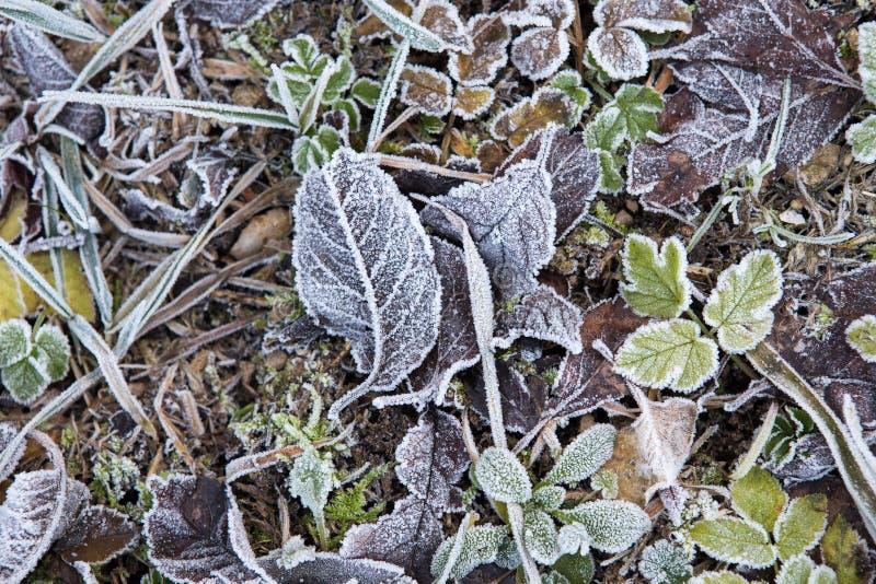 December Frozen Leaves on the Field Ground Stock Photo - Image of tree ...