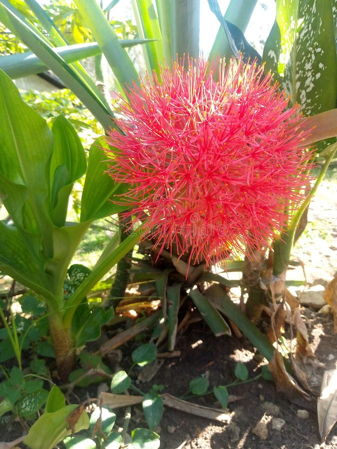 The December Lily Which is Red in Color with a Small Spiky Shape Stock ...
