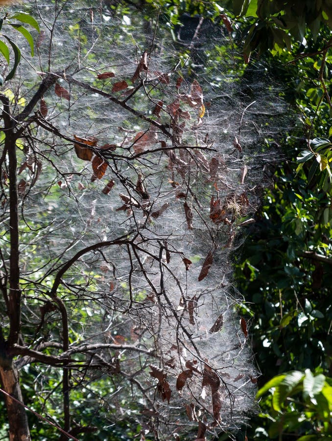 Dramatic Image of a Cob Web Infested Tree Branches in a Small Mountain ...