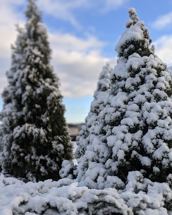 Winter vibe stock photo. Image of snow, green, vibe - 133929766