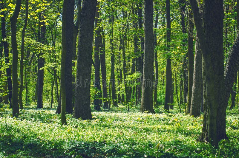 Decidious Forest. Nature in Spring Time Stock Photo - Image of plants ...