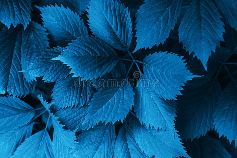 Deciduous Background of Muted Blue Color Stock Image - Image of flower ...