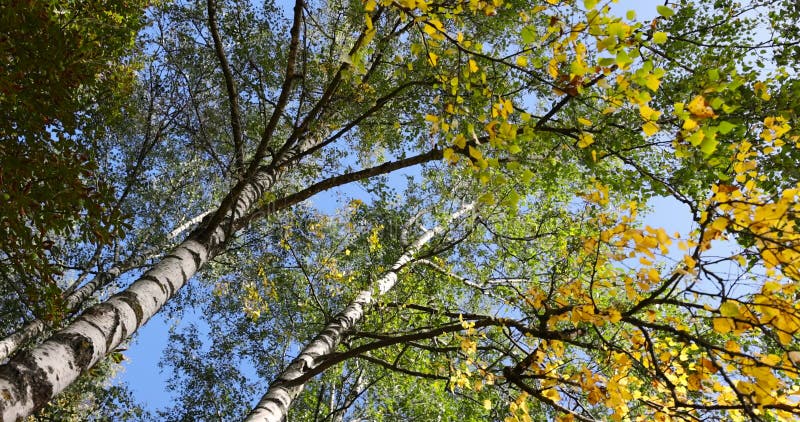 Deciduous Birch Trees in the Park at the End of Summer Stock Footage ...