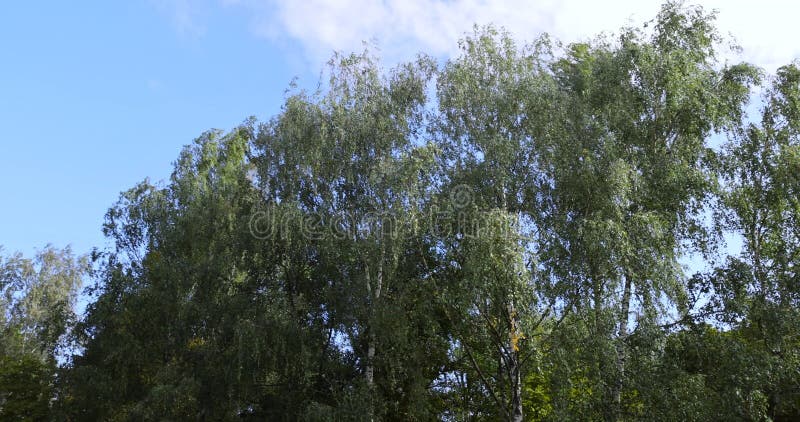 Deciduous Birch Trees in the Park at the End of Summer Stock Video ...