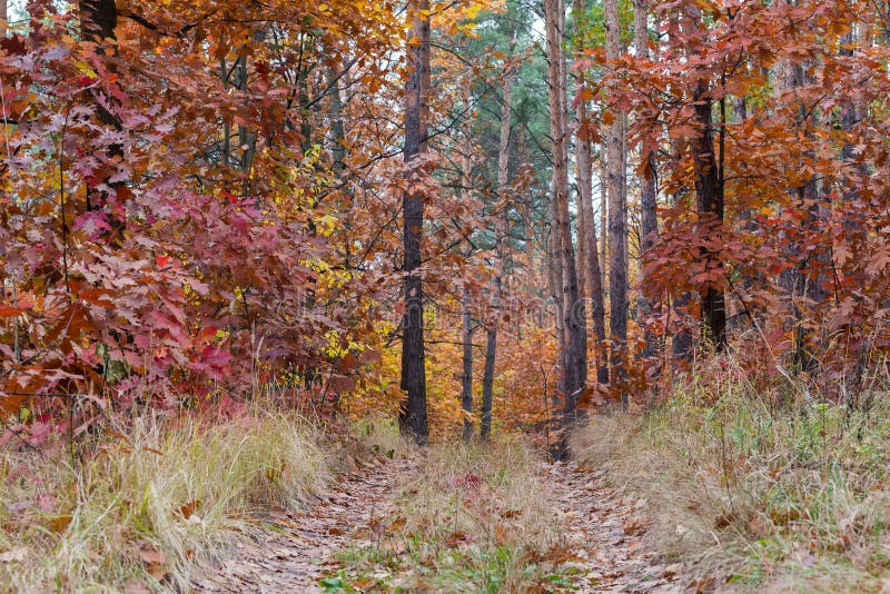 Deciduous and Coniferous Autumn Forest with Footpath in Overcast ...