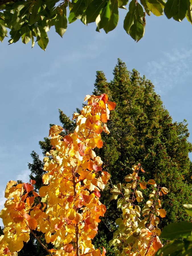 Deciduous and Evergreen stock photo. Image of autumn, evergreen - 3388836