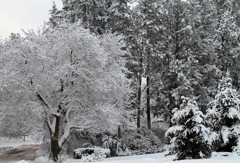 Deciduous and Evergreen Trees Covered in Snow Stock Photo - Image of ...