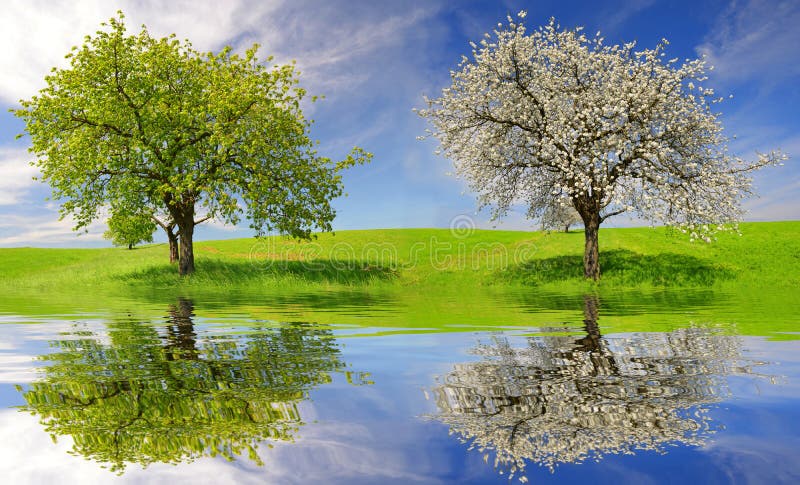 Deciduous and Flowering Tree Stock Photo - Image of countryside ...