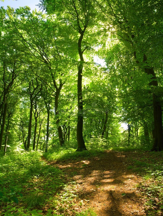 Deciduous forest stock image. Image of green, leaves - 14851891
