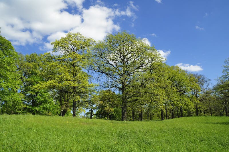 Deciduous Forest stock image. Image of tranquil, mixed - 25607607