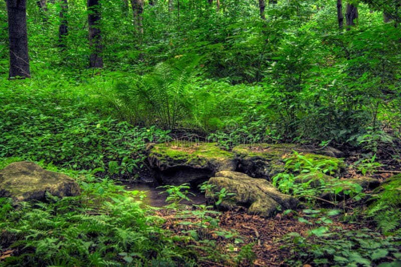 Deciduous Forest stock image. Image of luxuriant, plant - 7049075