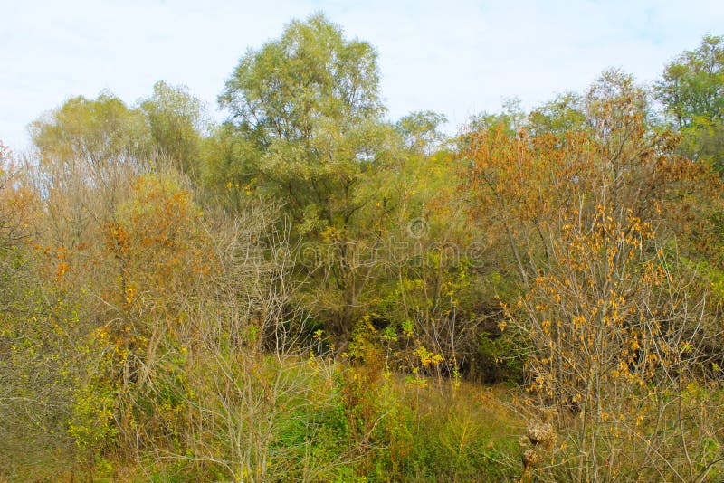 Deciduous forest on autumn stock image. Image of deciduous - 195923547