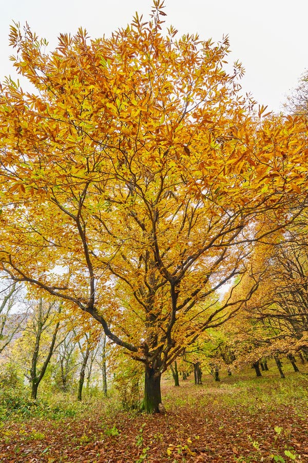 Deciduous Forest in the Autumn Stock Photo - Image of country ...