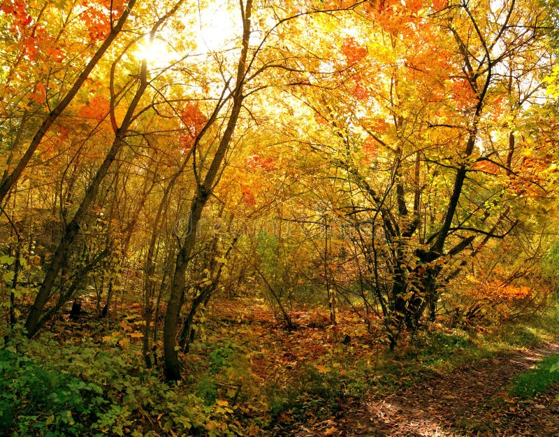 Deciduous Forest in Autumn. Stock Image - Image of road, garden: 78306757