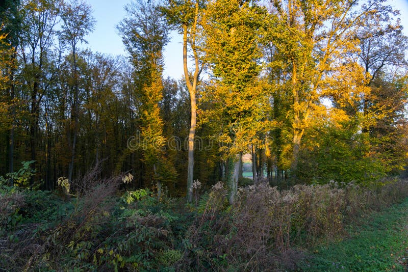 Deciduous Forest in the Autumn Stock Photo - Image of green, colors ...