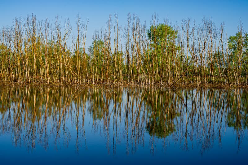 Deciduous Forest on the Bank and Reflection of Dry Tree Trunks in the ...