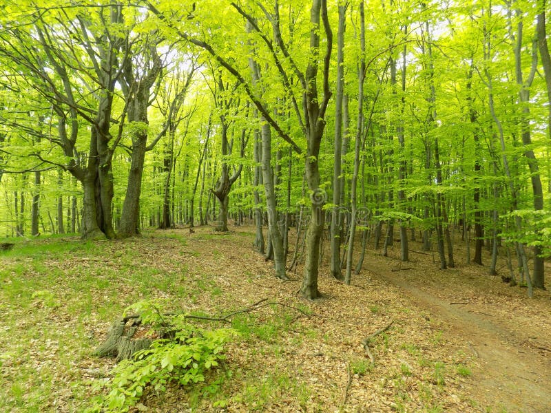 Deciduous forest stock image. Image of vegetation, nature - 53925349