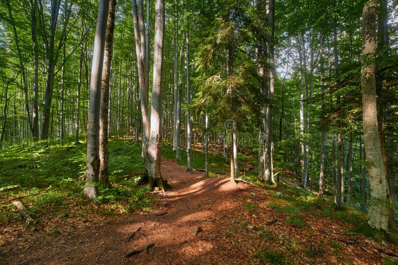 Deciduous Forest with Big Trees Stock Image - Image of green, earth ...