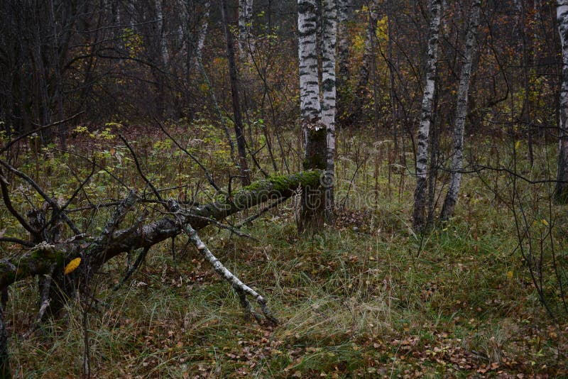 Deciduous Forest, Birch Grove. the Fallen Tree is Covered with Moss ...