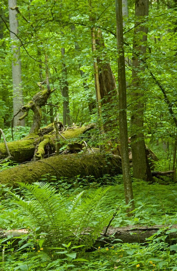 Deciduous Forest with Bunch of Fern Stock Image - Image of woods ...