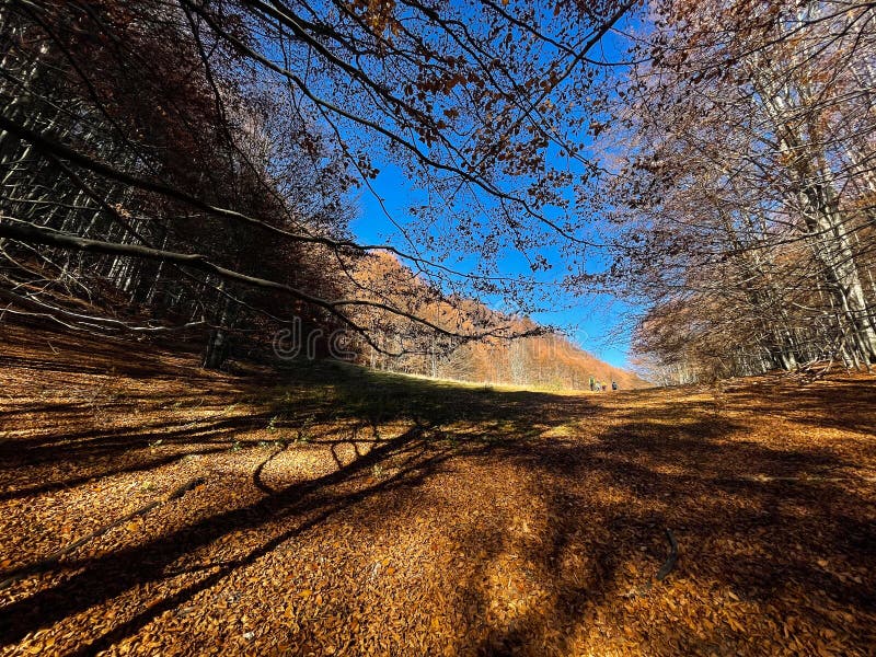 Deciduous Forest in Carpathians Mountains Stock Image - Image of blue ...
