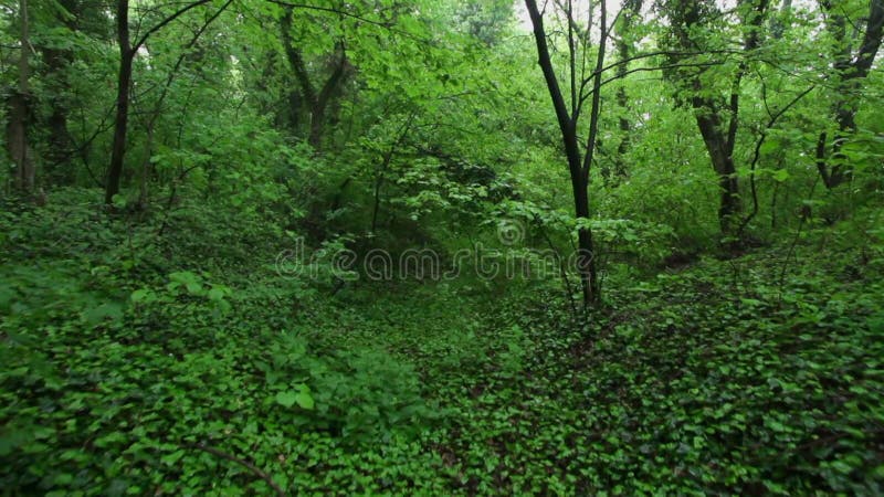 Deciduous Forest at Early Spring Stock Video - Video of fresh, late ...