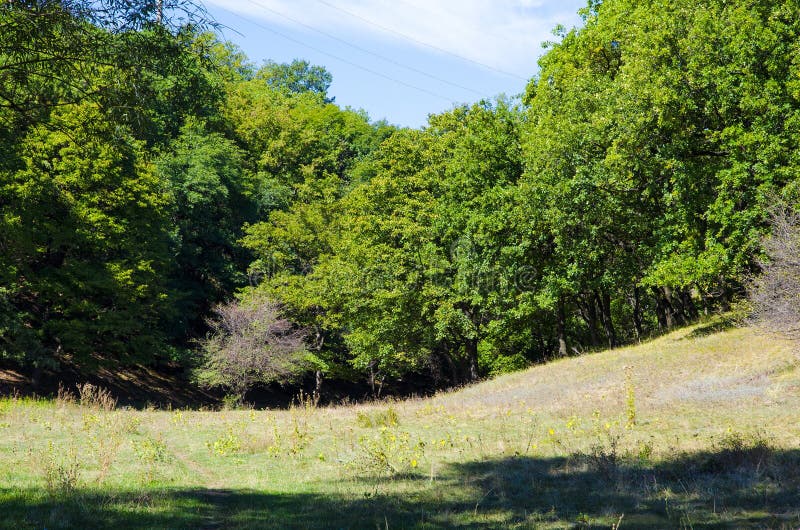 Deciduous Forest Grows on Rough Terrain. Stock Photo - Image of ...