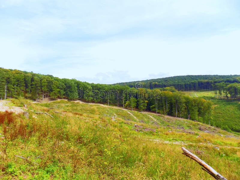 Deciduous forest landscape stock image. Image of twig - 76384501